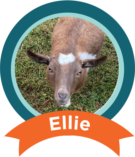 Party Animals: Meet the Team